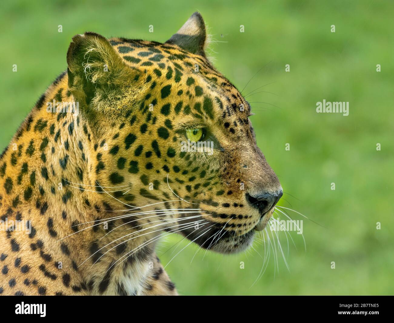 Sri Lankan leopard Panthera pardus kotiya Stock Photo - Alamy