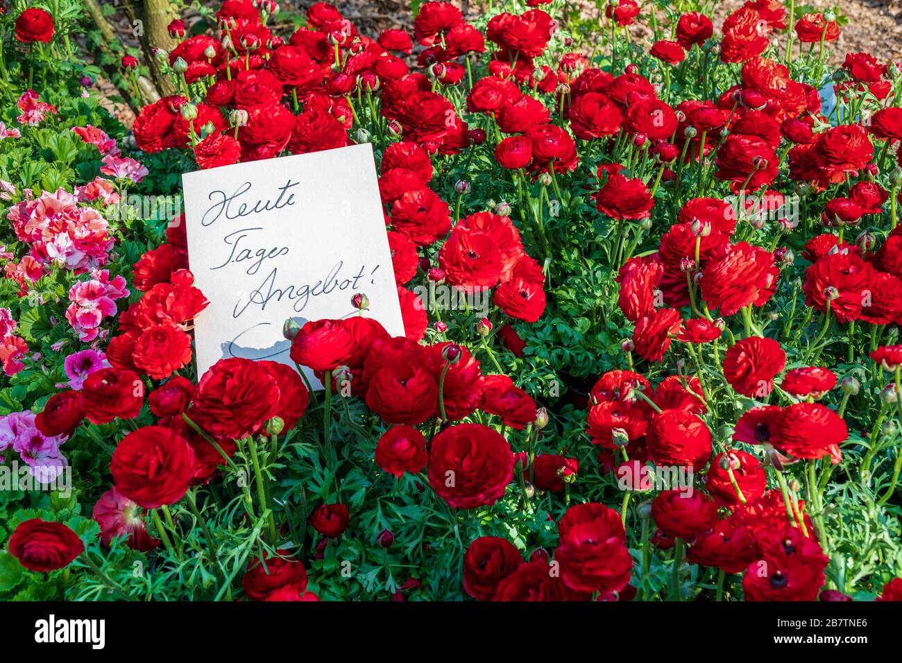 Handwritten plant label hi-res stock photography and images - Alamy