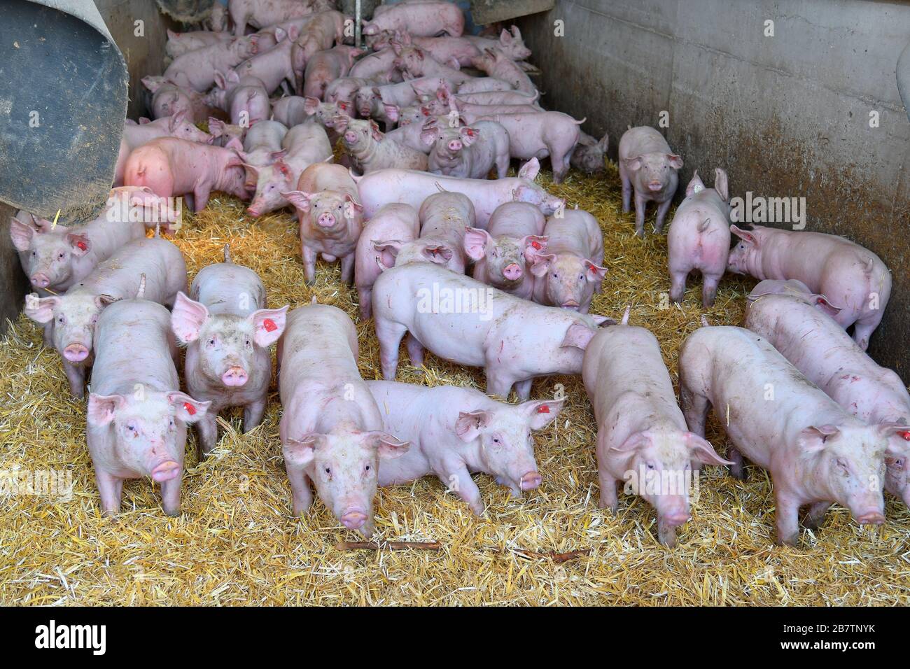 Austria, pig farming Stock Photo - Alamy