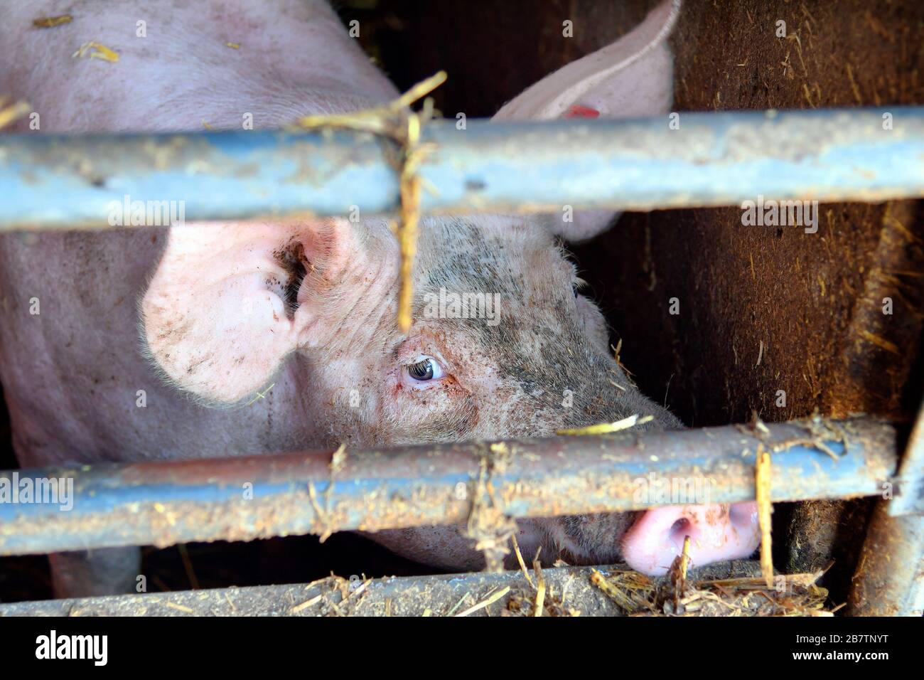 Austria, pig farming Stock Photo - Alamy