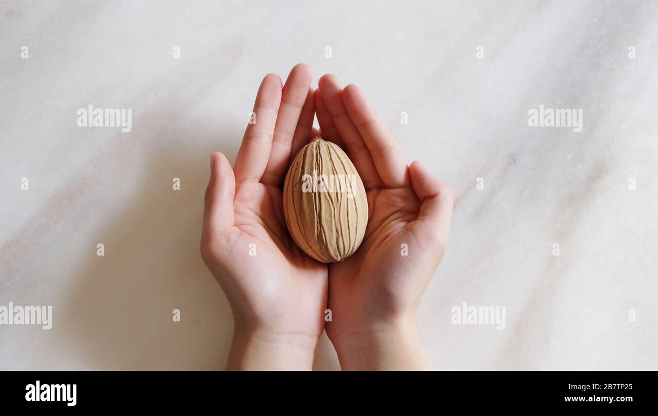 Hands holding the seed of belian tree, Eusideroxylon zwageri, a rare ...