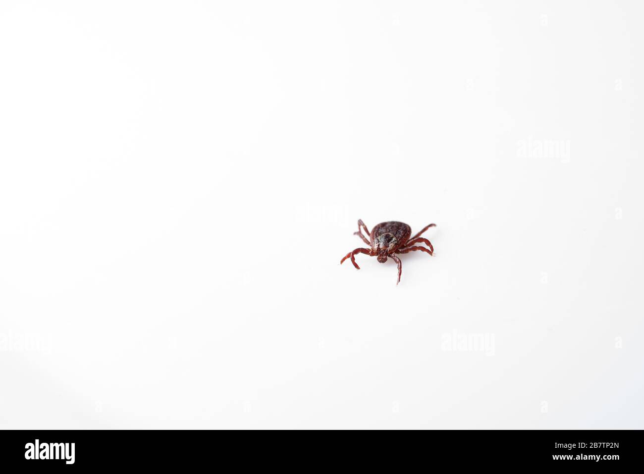 Tick isolated on white background. Parasite closeup, macro view. Worm ...