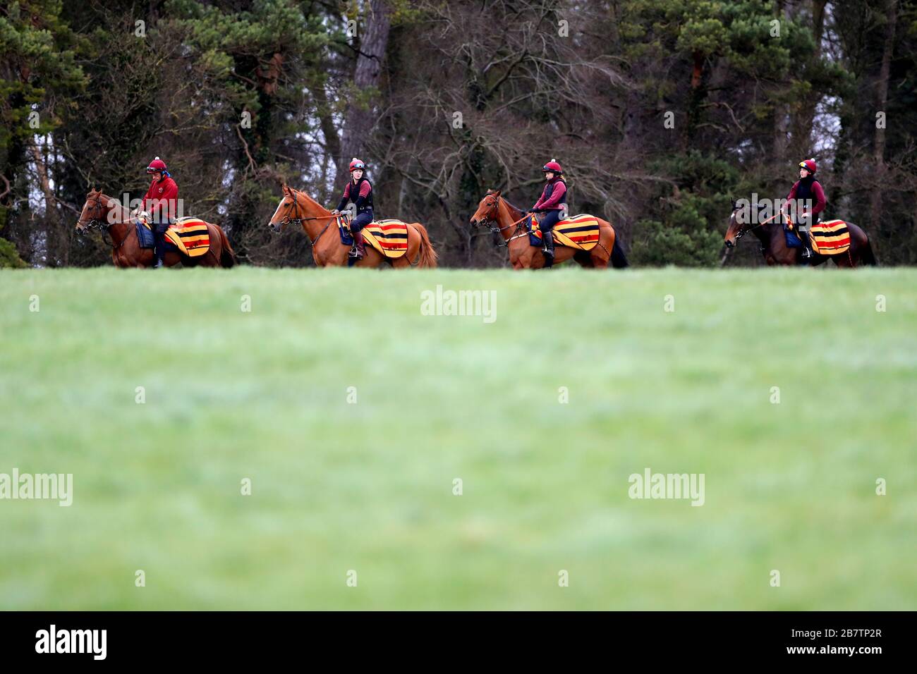 Horses on the gallops in Newmarket Stock Photo - Alamy