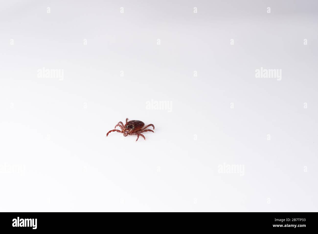 Tick isolated on white background. Parasite closeup, macro view. Worm ...