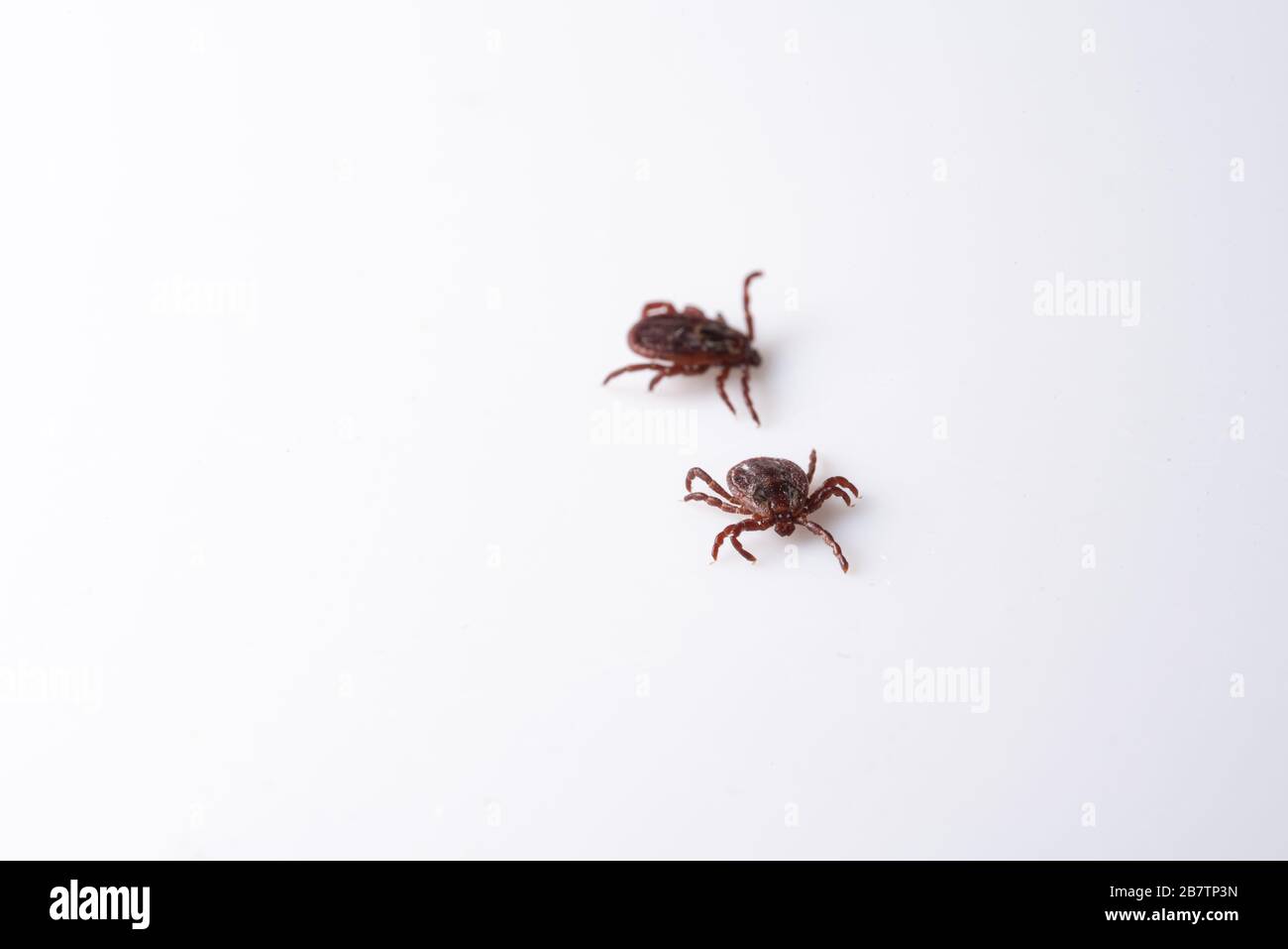 Tick isolated on white background. Parasite closeup, macro view. Worm ...