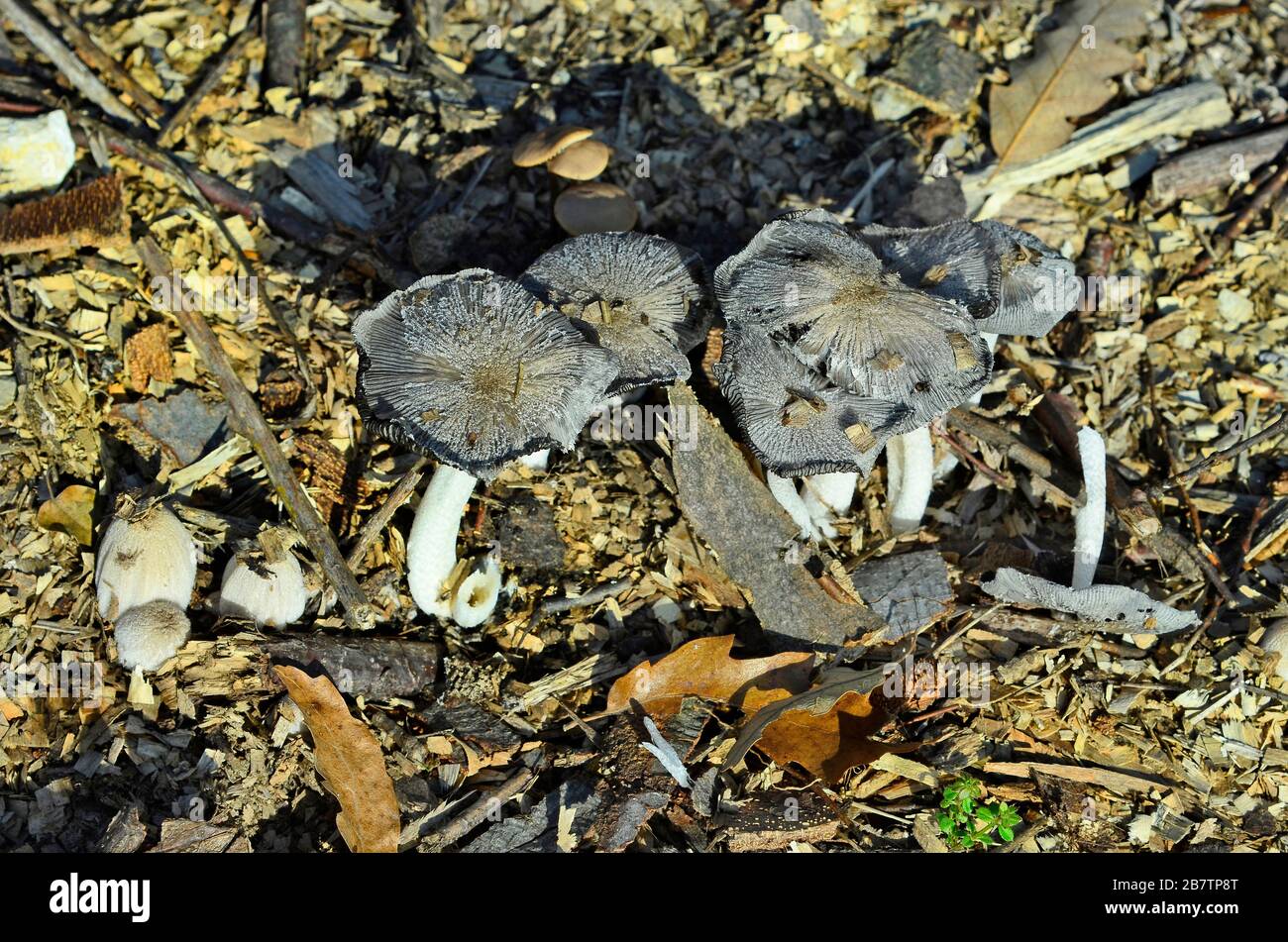 mushroom coprinus lagopus Stock Photo - Alamy
