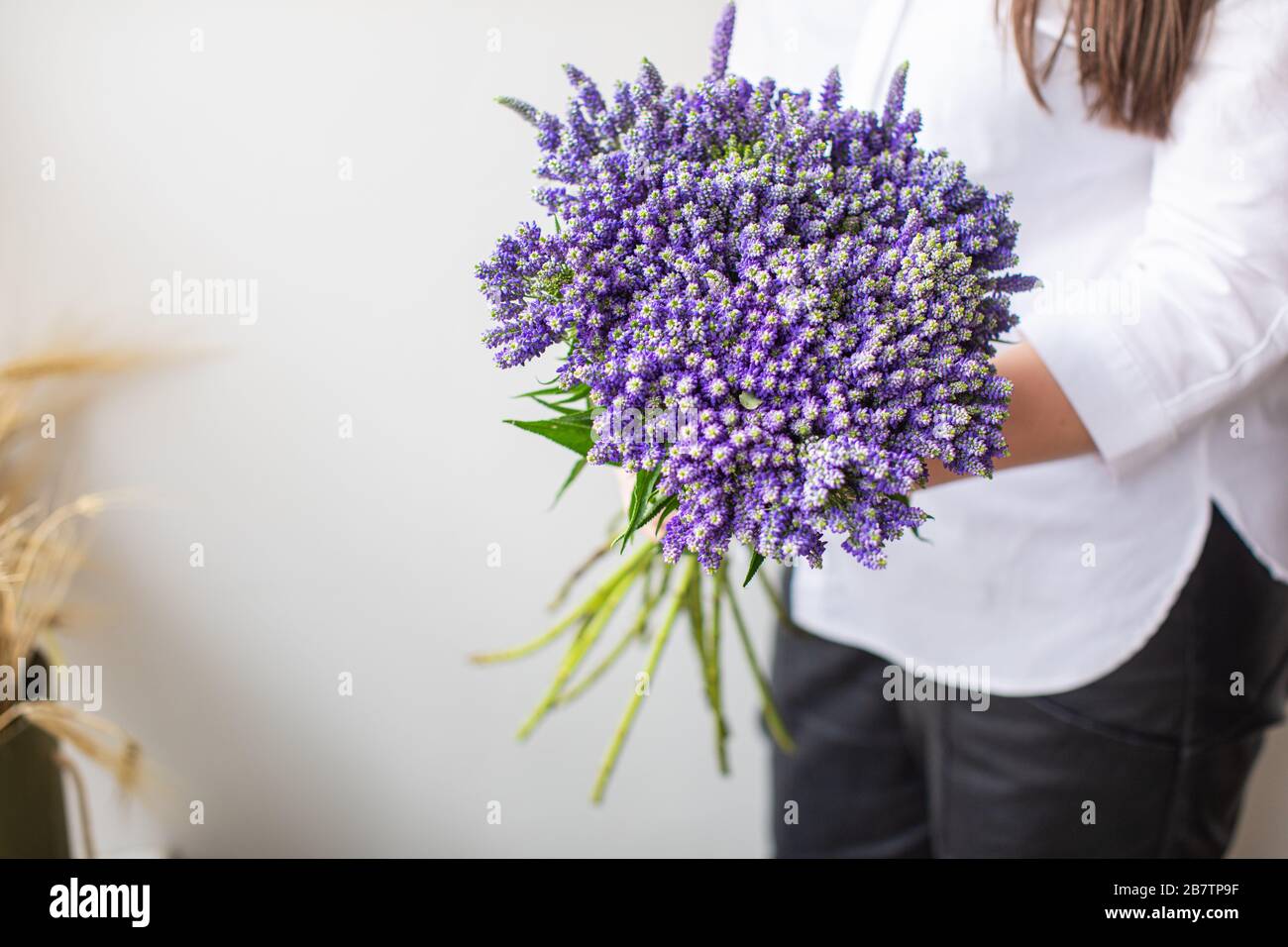 Beautiful bush Veronica on multicolored paper backgrounds with copy ...