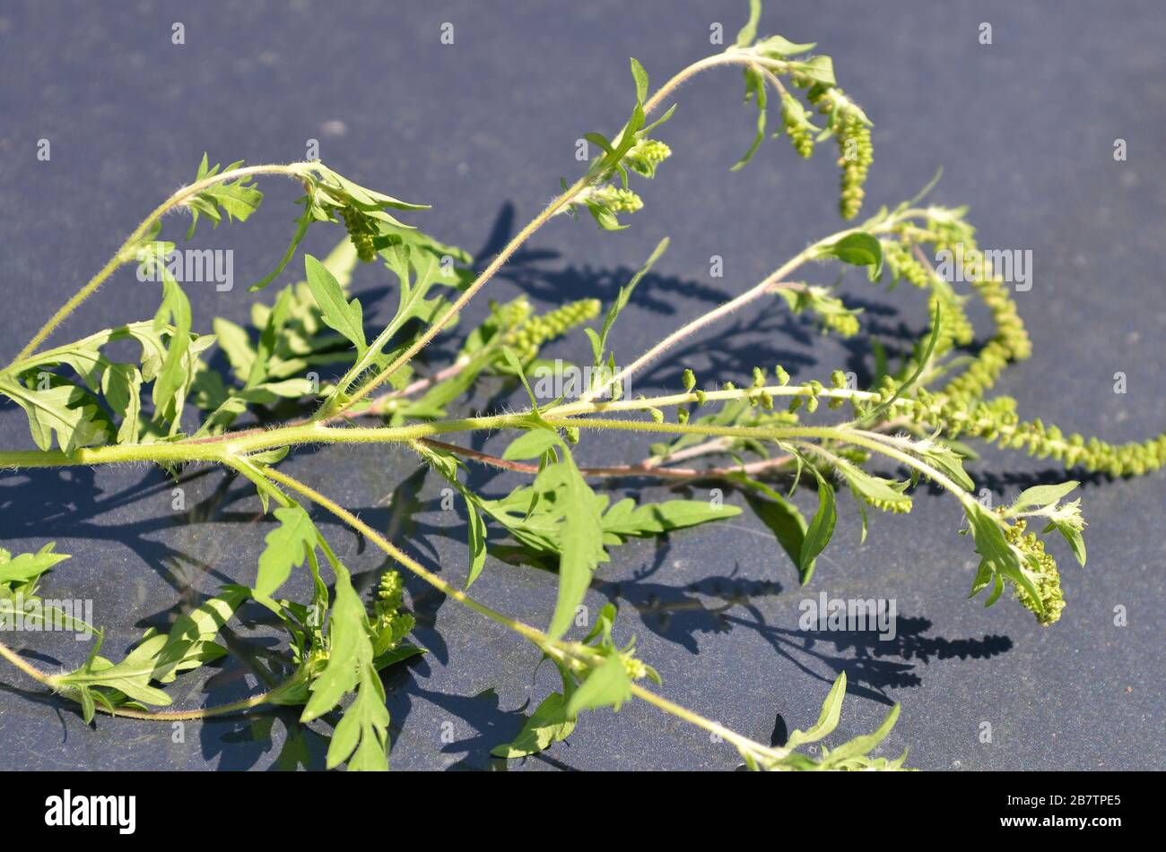 Austria, ragweed plant Stock Photo - Alamy
