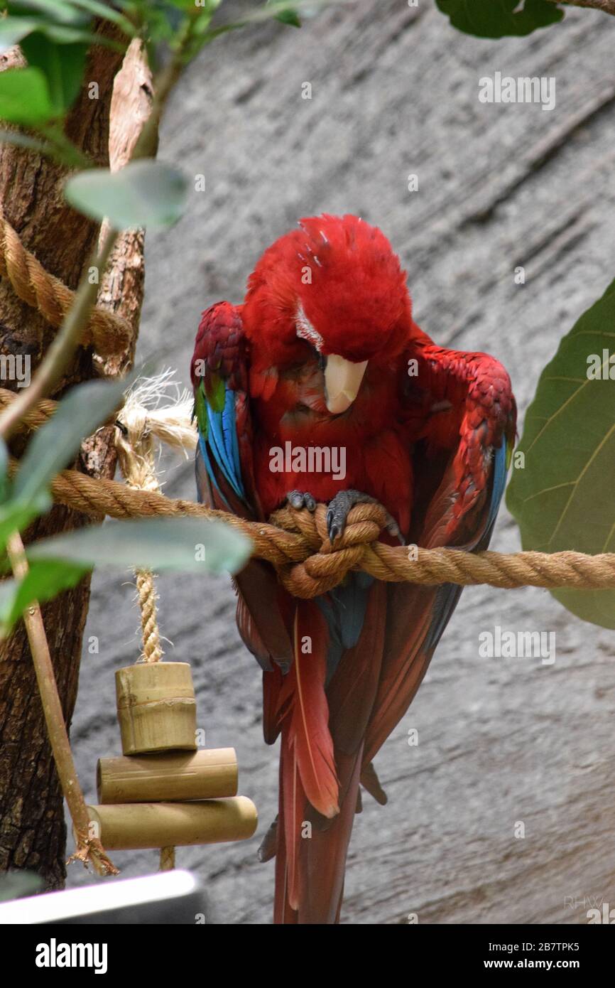 Red Macaw on a Rope Stock Photo - Alamy