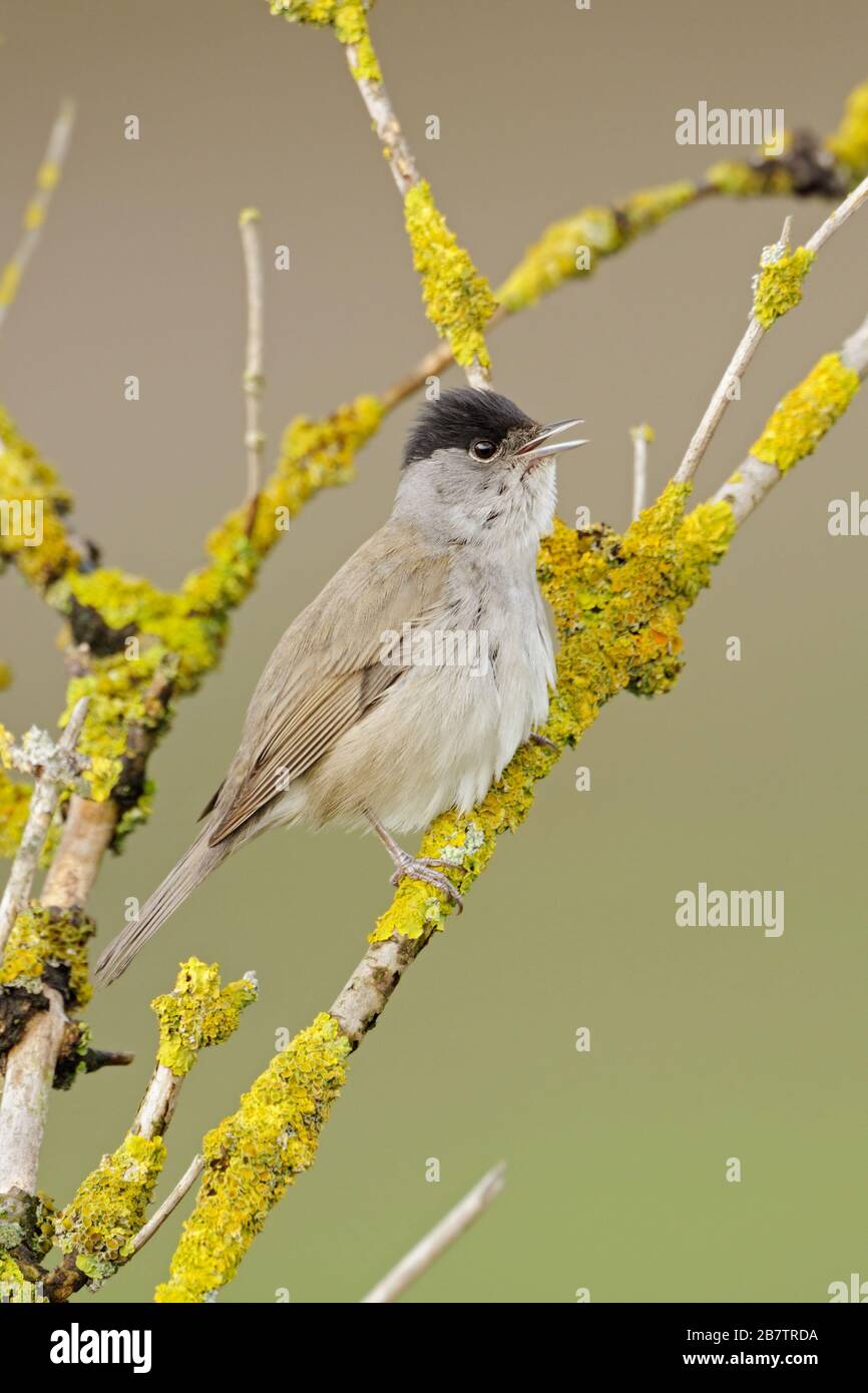 Curruca blackcap hi-res stock photography and images - Alamy