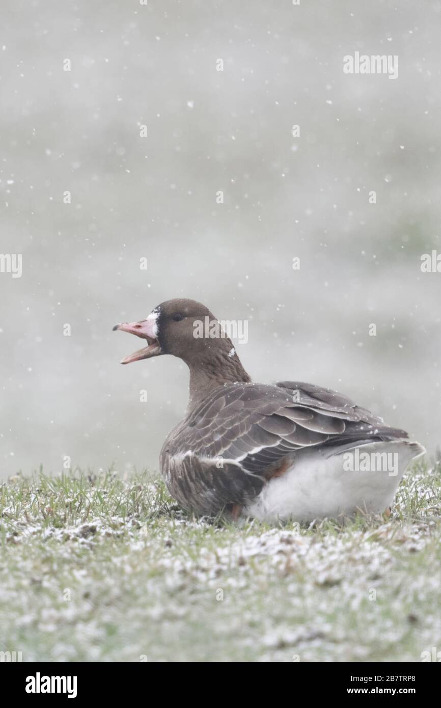 Crying bird hi-res stock photography and images - Alamy