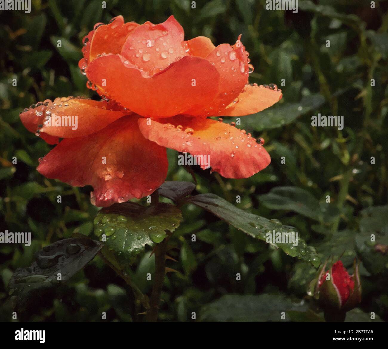 Lady marmalade hi-res stock photography and images - Alamy