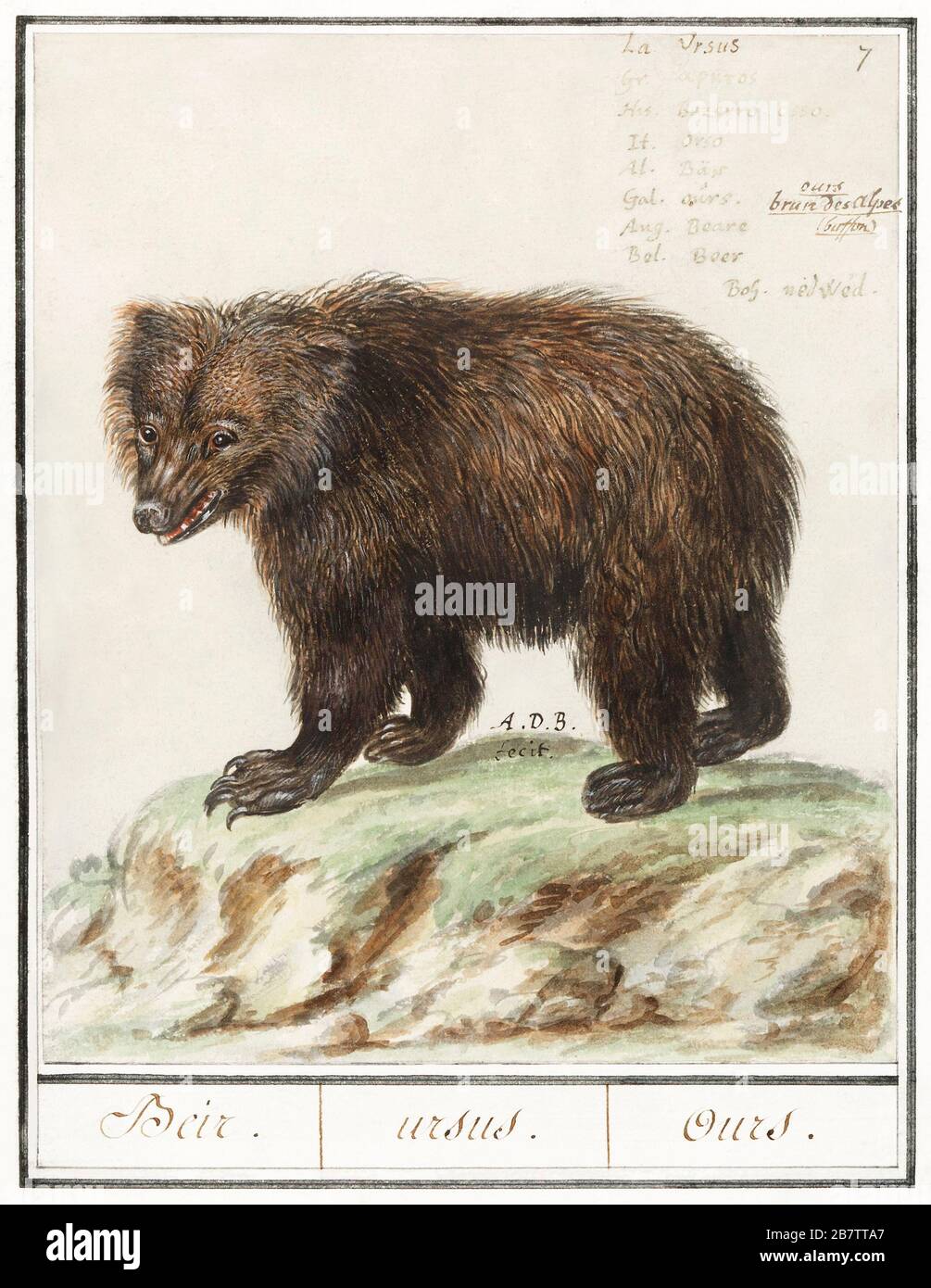 Tiger safari animals cartoon character Cut Out Stock Images & Pictures ...