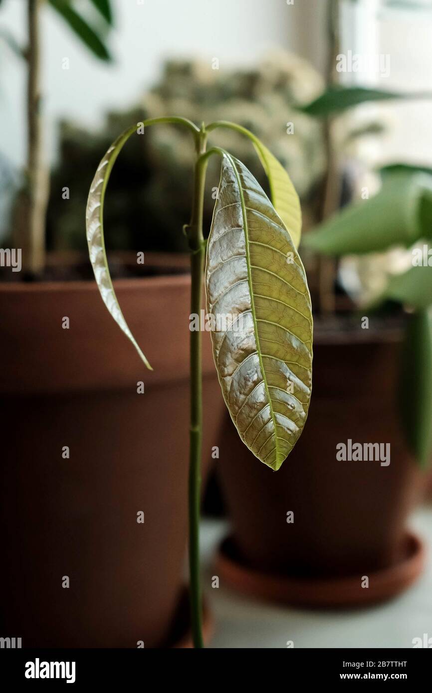 Young plant on the windowsill. Mango sprout. Green thin leaves Stock ...