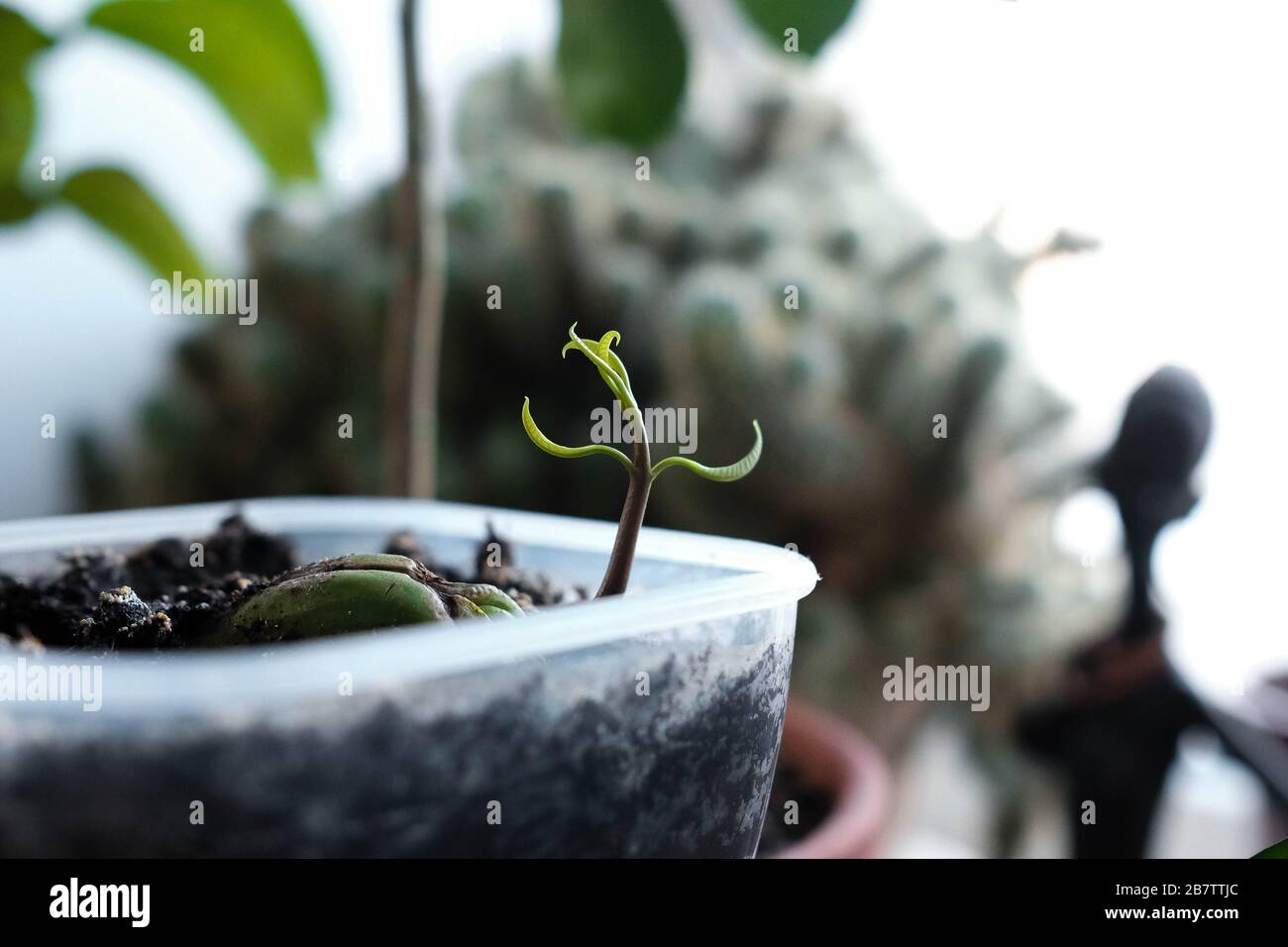 Mango seed young plant hi-res stock photography and images - Alamy