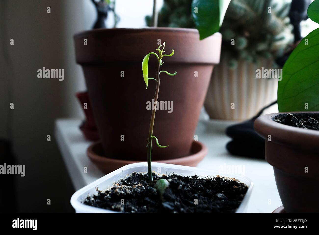 Mango sprout. The seed sprouted. Young plant in a pot Stock Photo - Alamy