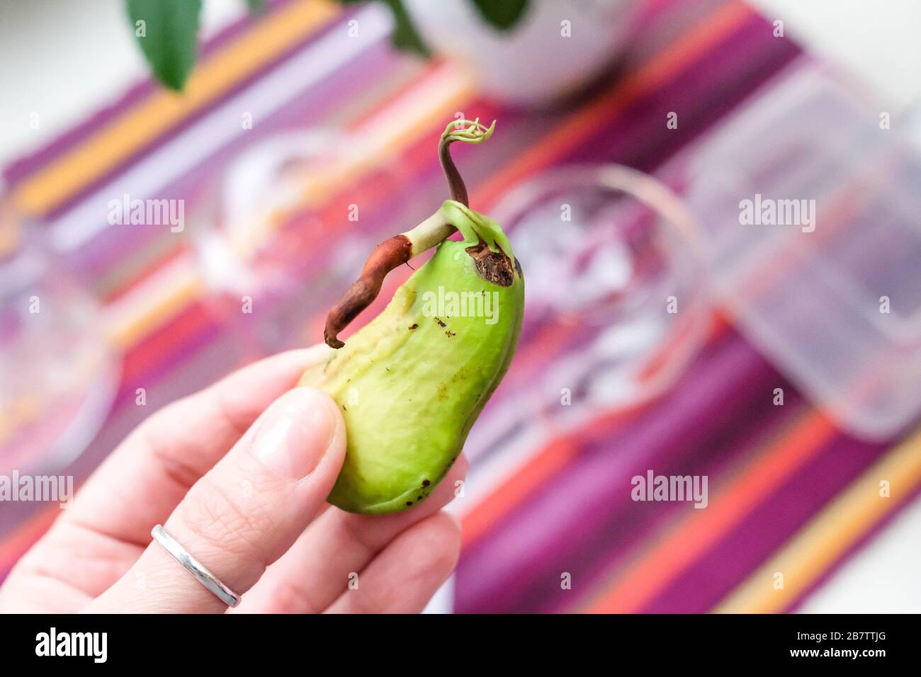 Mango seed hi-res stock photography and images - Alamy