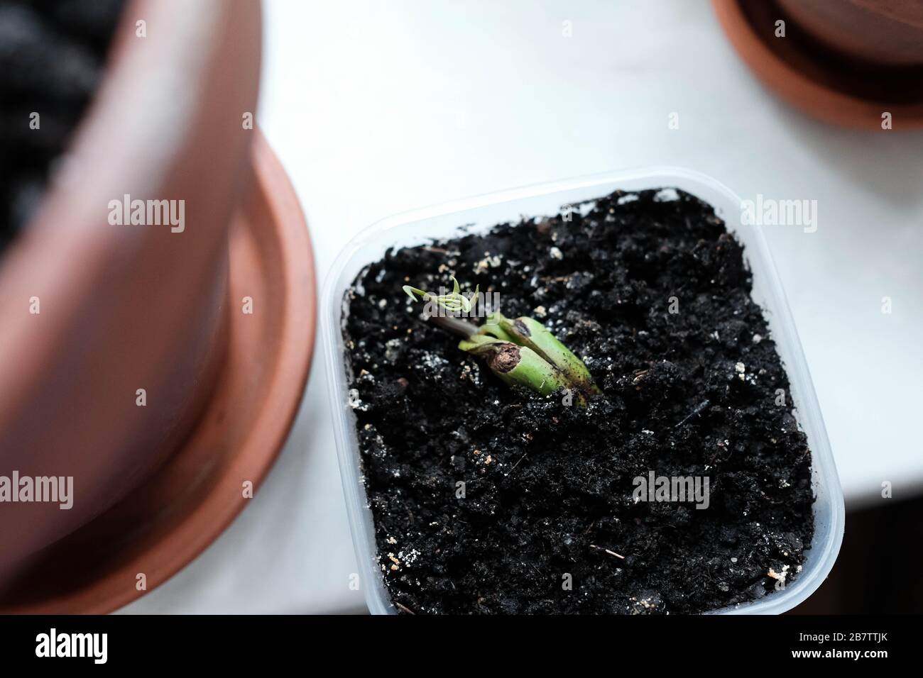 Young sprout. Sprouted mango seed. Plant grows in a container ...