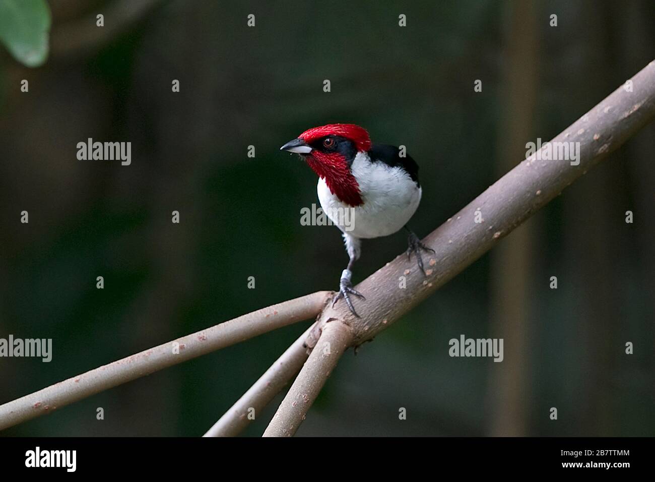 Red-capped Cardinal (Paroaria gularis Stock Photo - Alamy