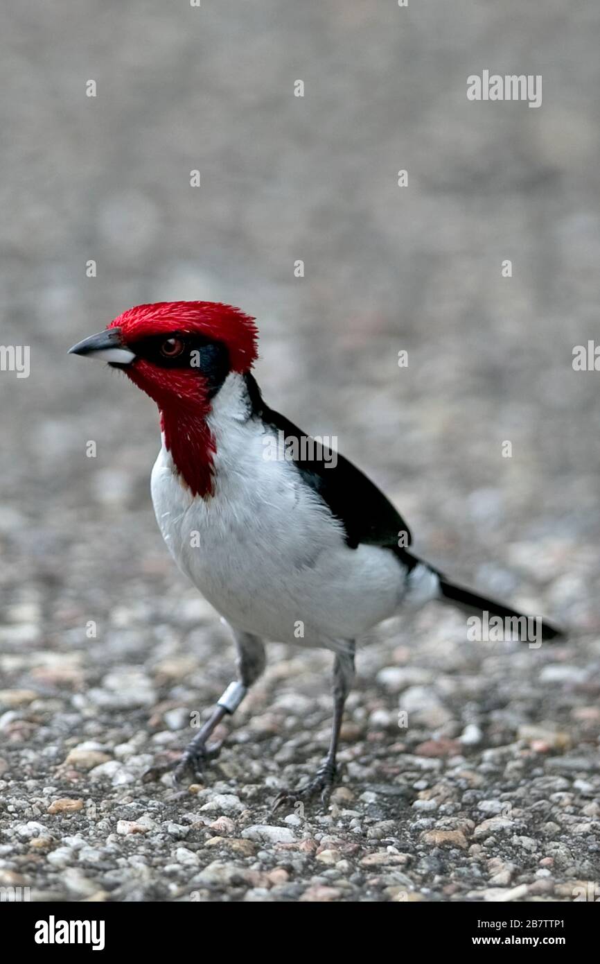 Red capped bird hi-res stock photography and images - Alamy