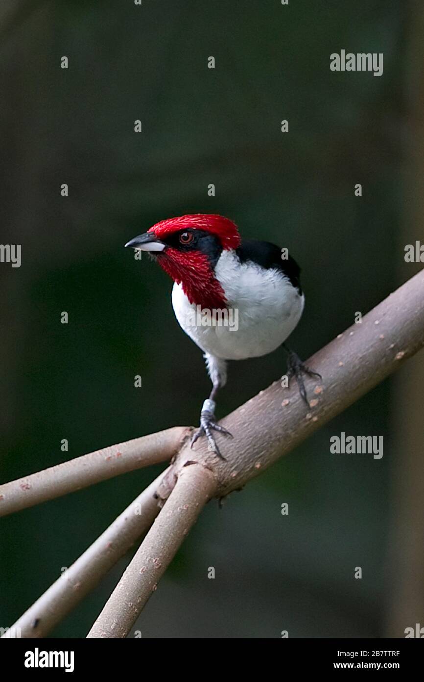 Red capped bird hi-res stock photography and images - Alamy