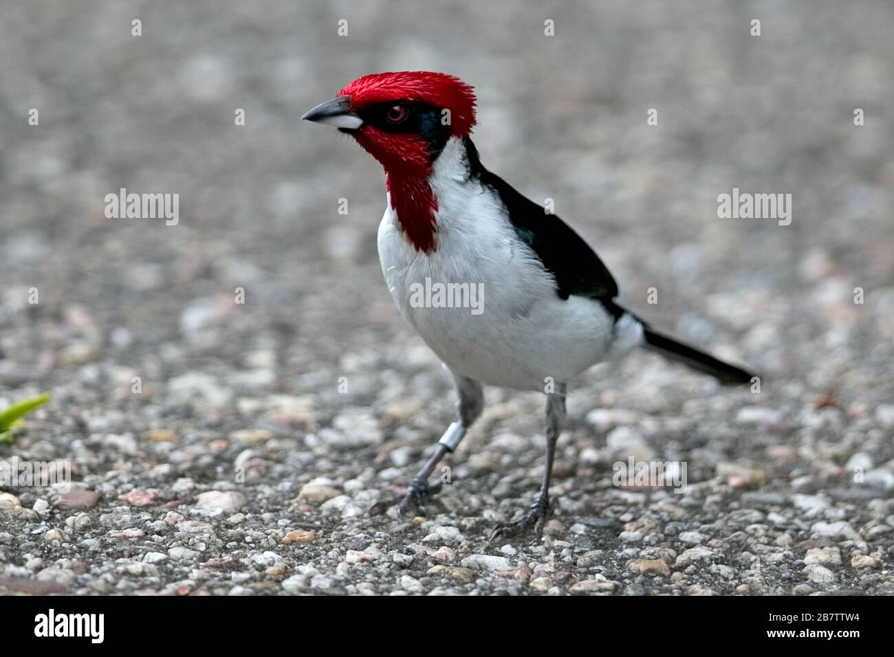 Red capped bird hi-res stock photography and images - Alamy