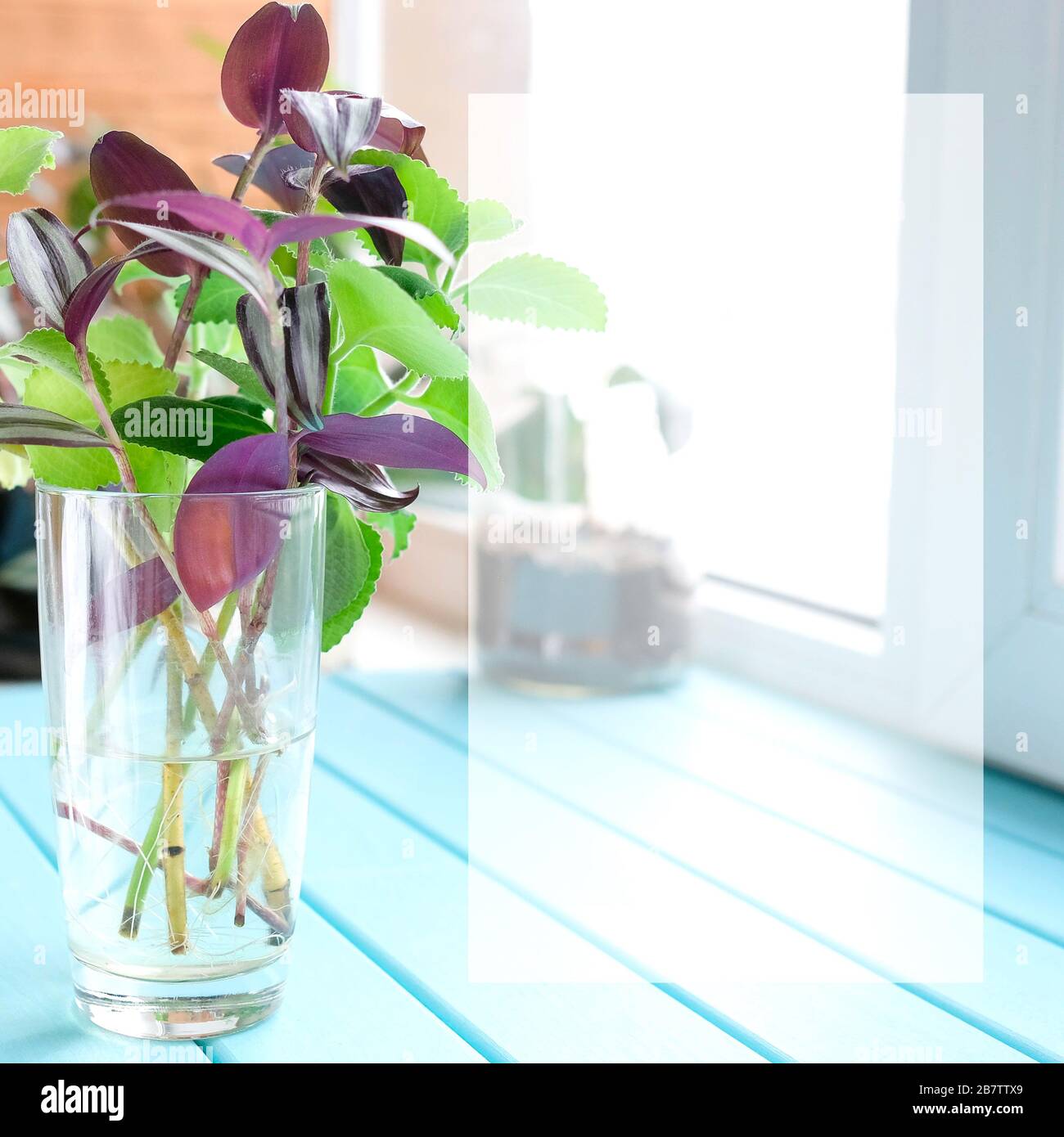 Rooting jar hi-res stock photography and images - Alamy