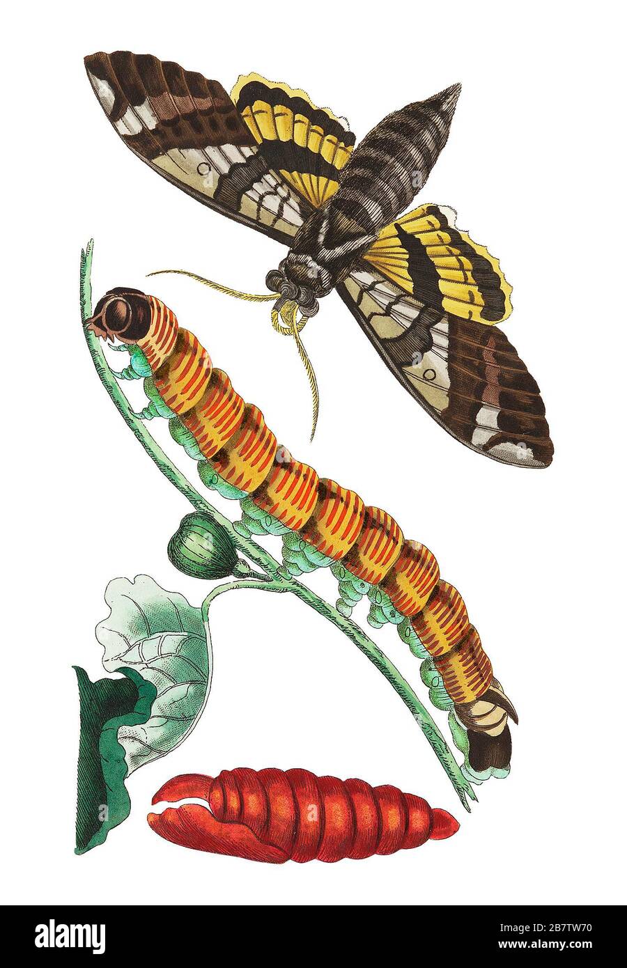 Fig sphinx illustration High Resolution Stock Photography and Images ...