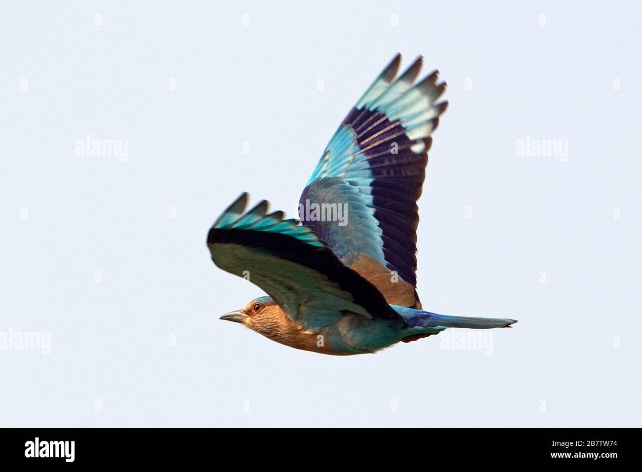 Indian roller flying hi-res stock photography and images - Alamy