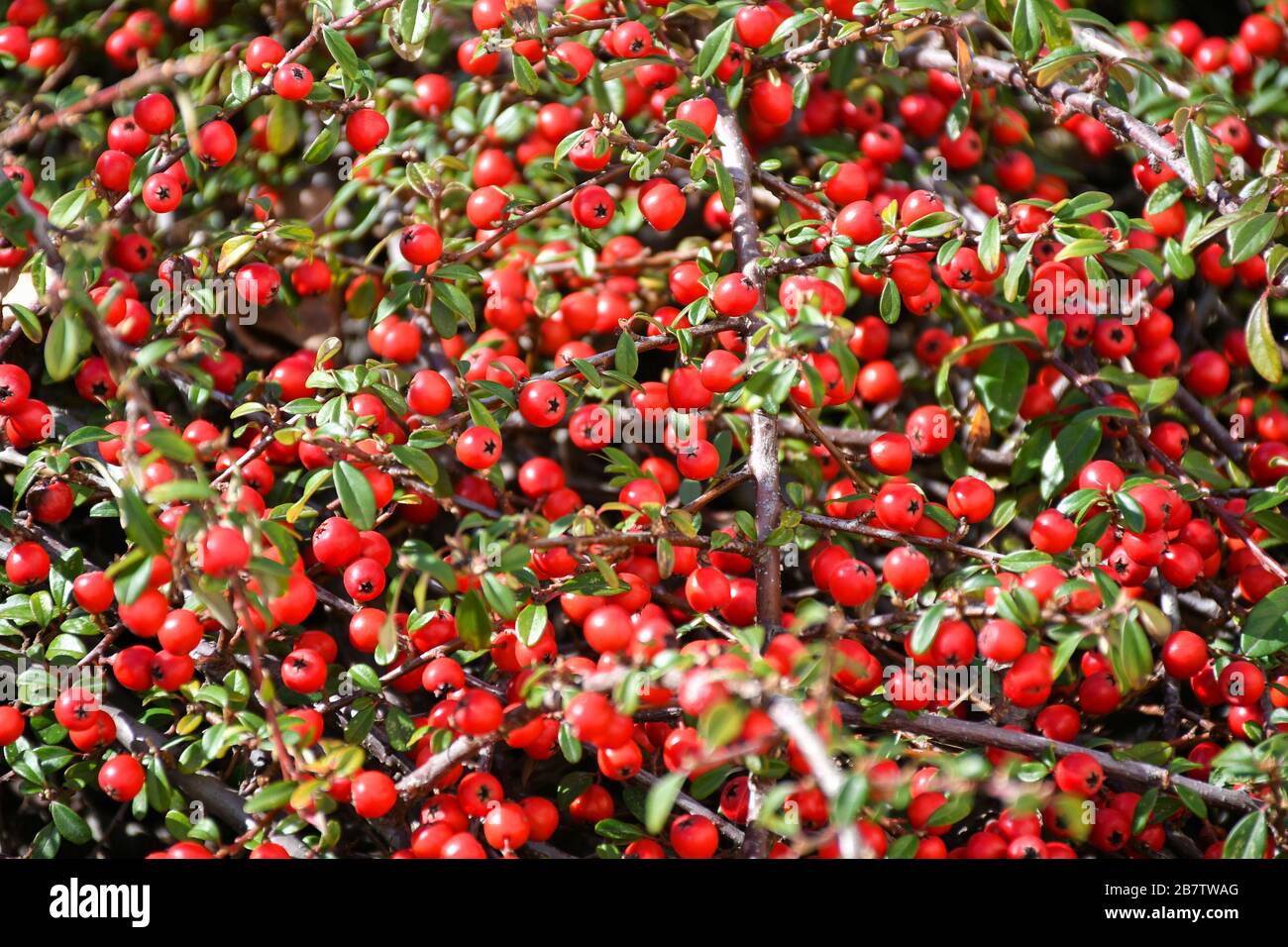 Bush with red berries at spring time Stock Photo - Alamy