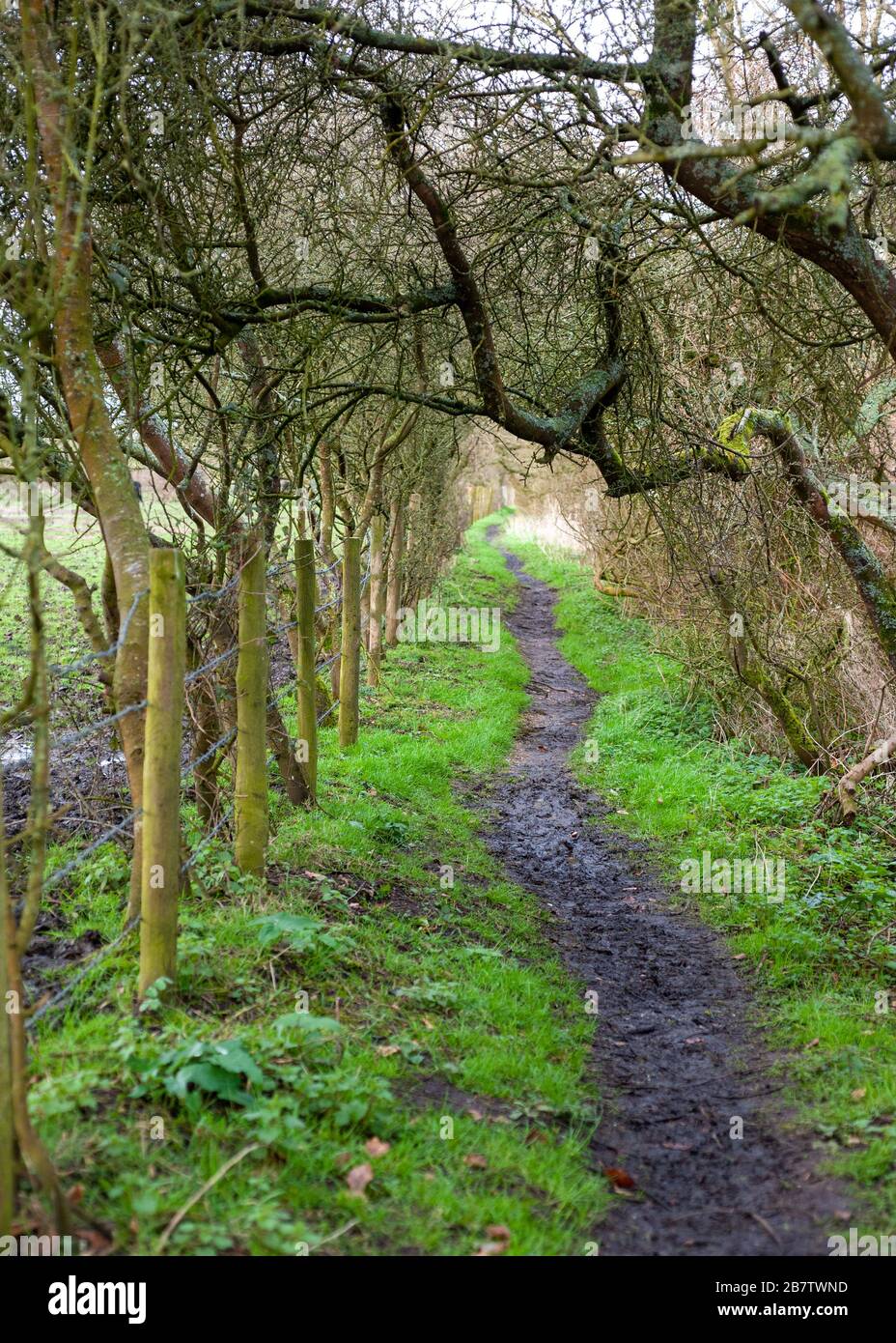 Muddy footpath through trees Stock Photo - Alamy
