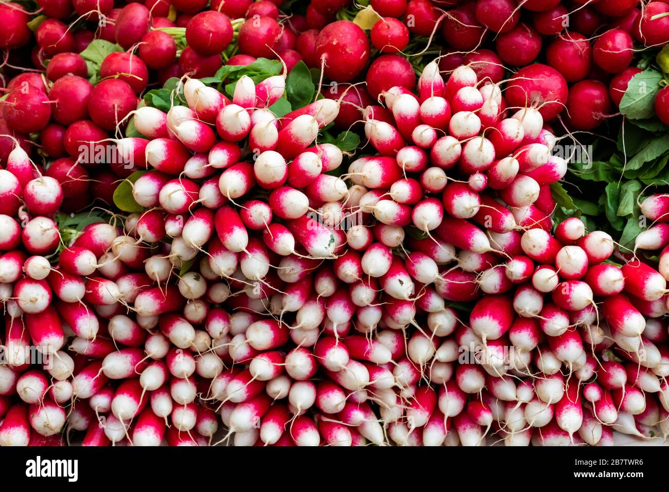 Close up red radish edible hi-res stock photography and images - Alamy
