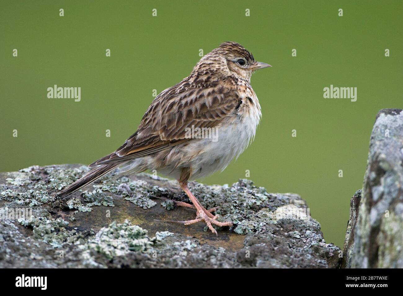 Skylark (Alauda arvensis Stock Photo - Alamy
