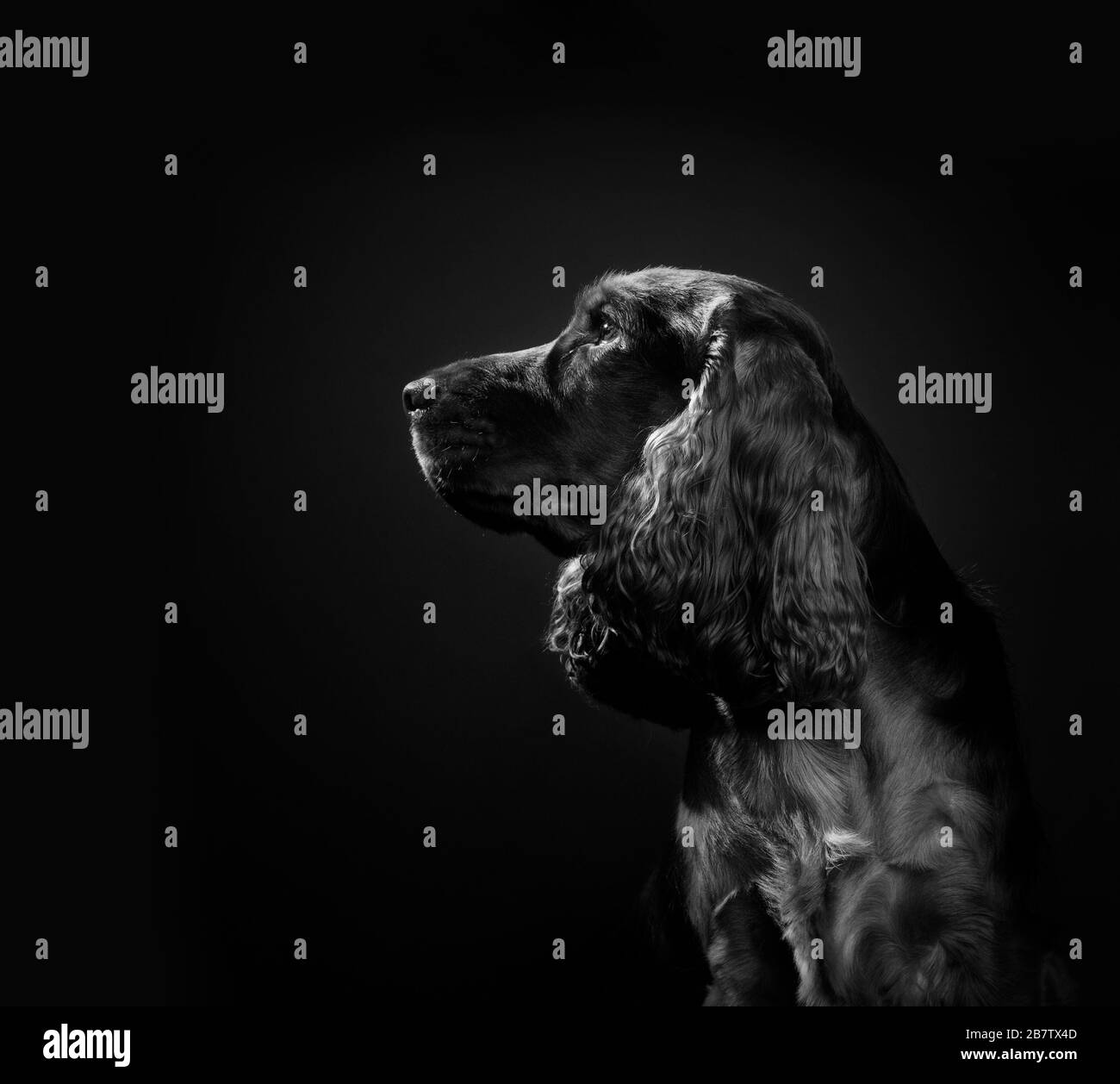 Side Profile Spaniel Stock Photo - Alamy