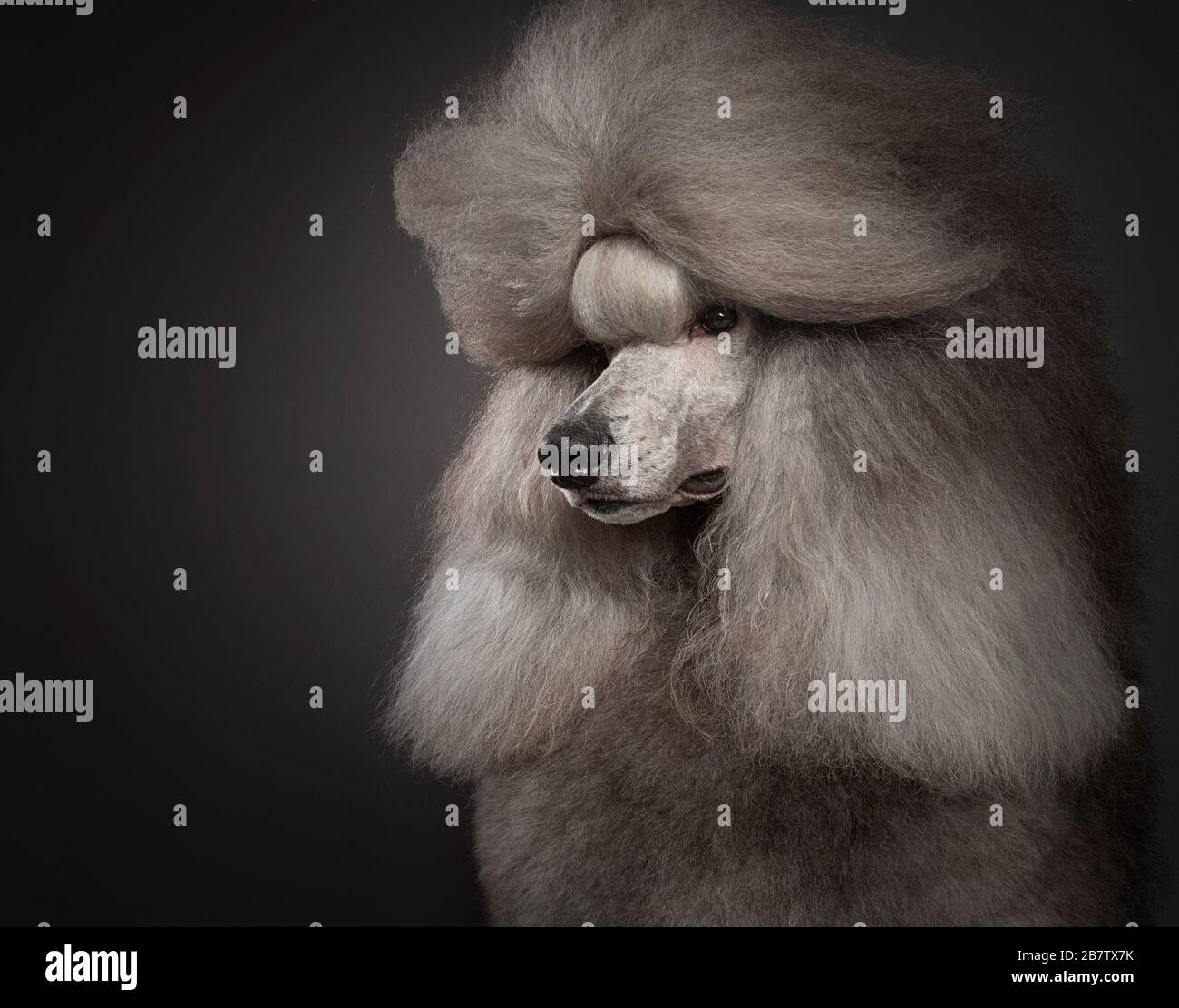 Silver poodle hi-res stock photography and images - Alamy