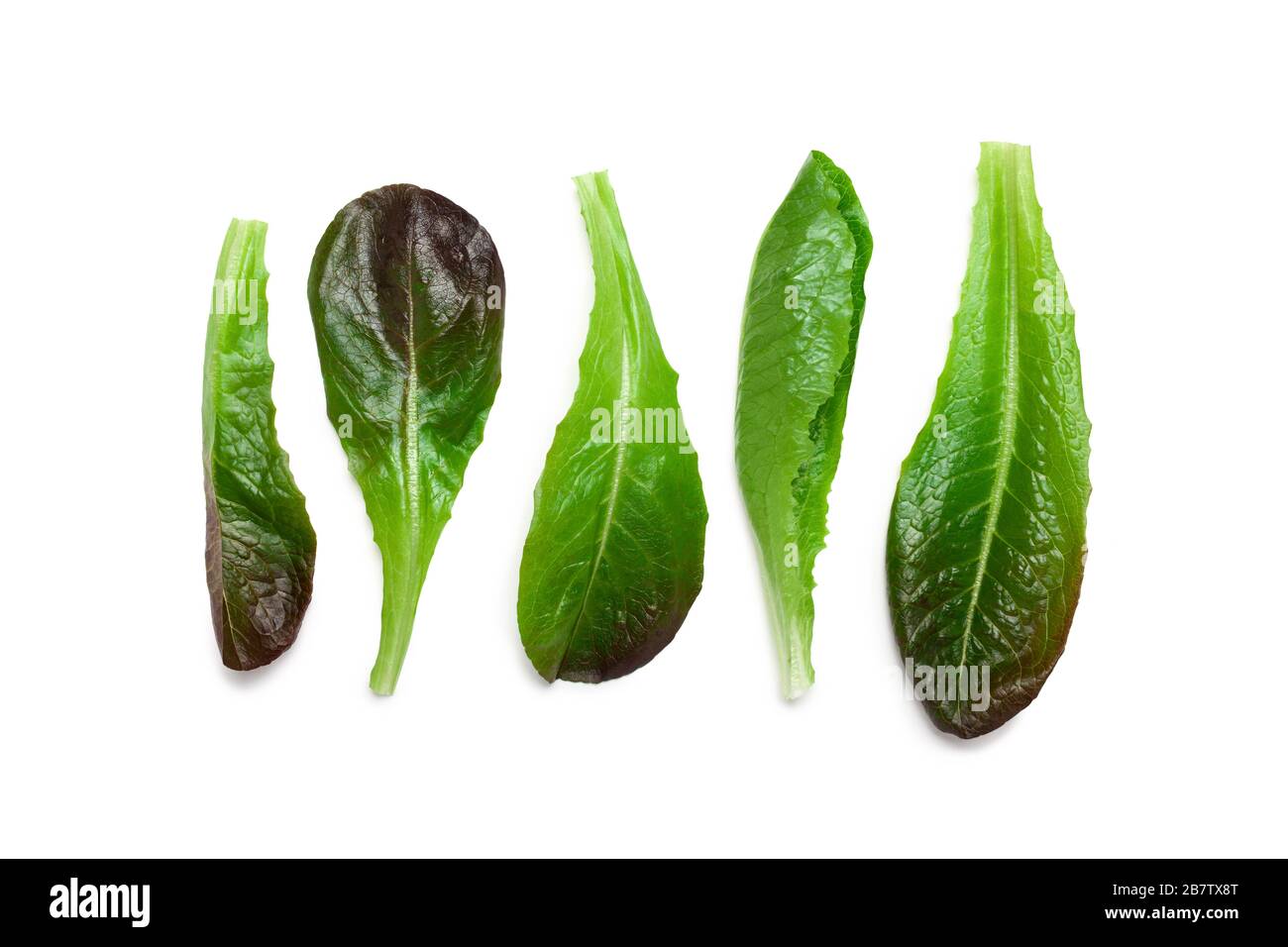 Lettuce plant set romaine Cut Out Stock Images & Pictures - Alamy