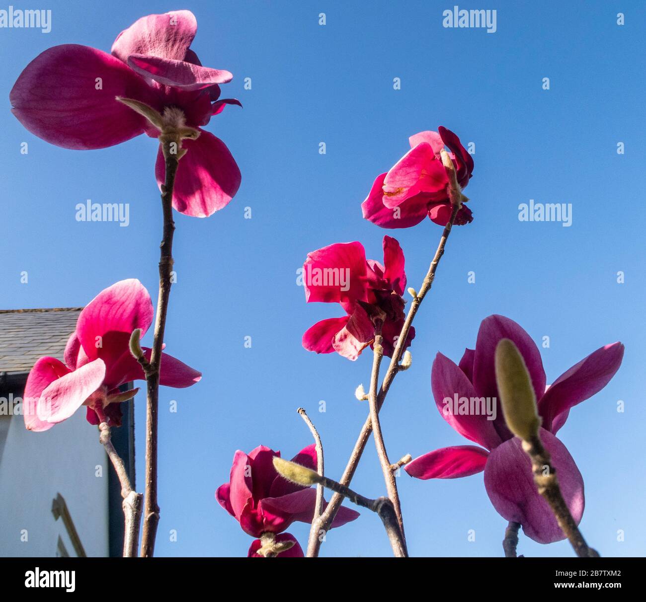 Magnolia Ian's Red in flower in March, Devon, UK, with a blue sky ...