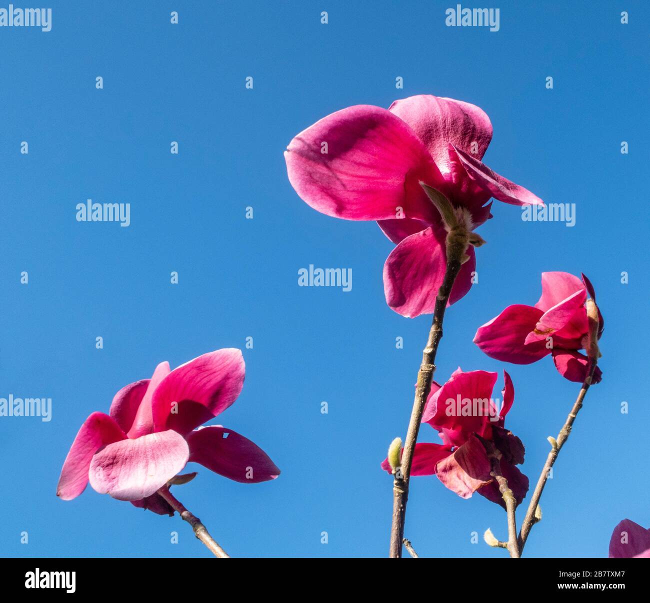 Magnolia x soulangeana vulcan hi-res stock photography and images - Alamy