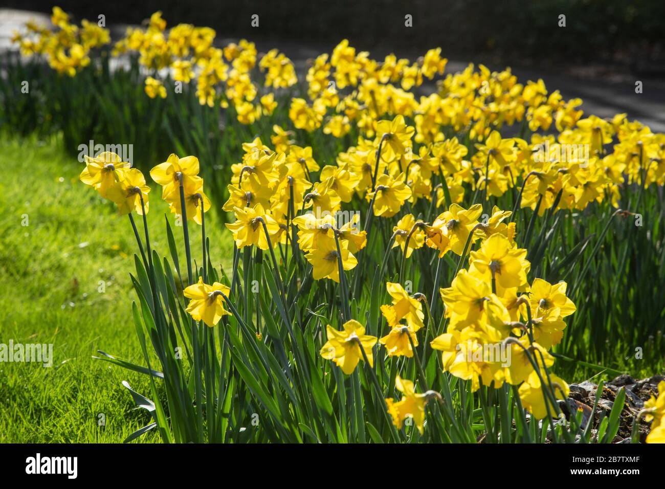 Yellow flower at the roadside hi-res stock photography and images - Alamy