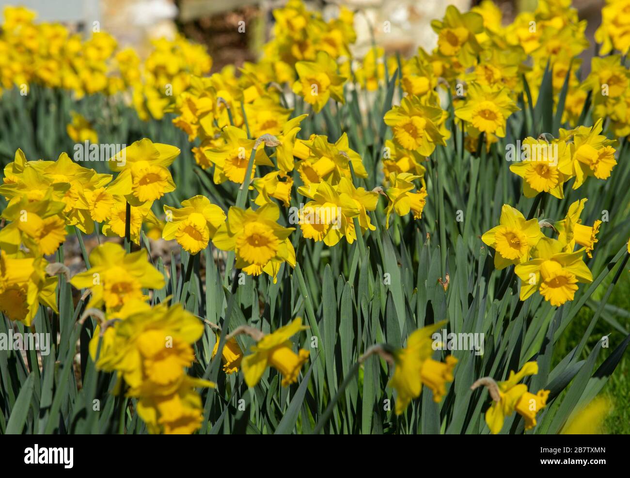 Roadside verge flower hi-res stock photography and images - Alamy