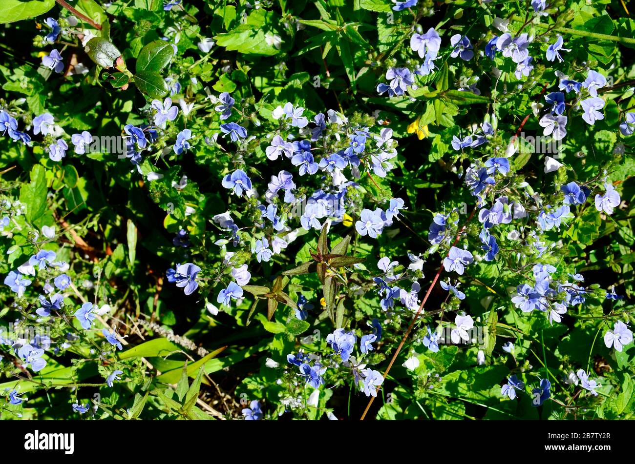 Alpine speedwell veronica alpina hi-res stock photography and images ...