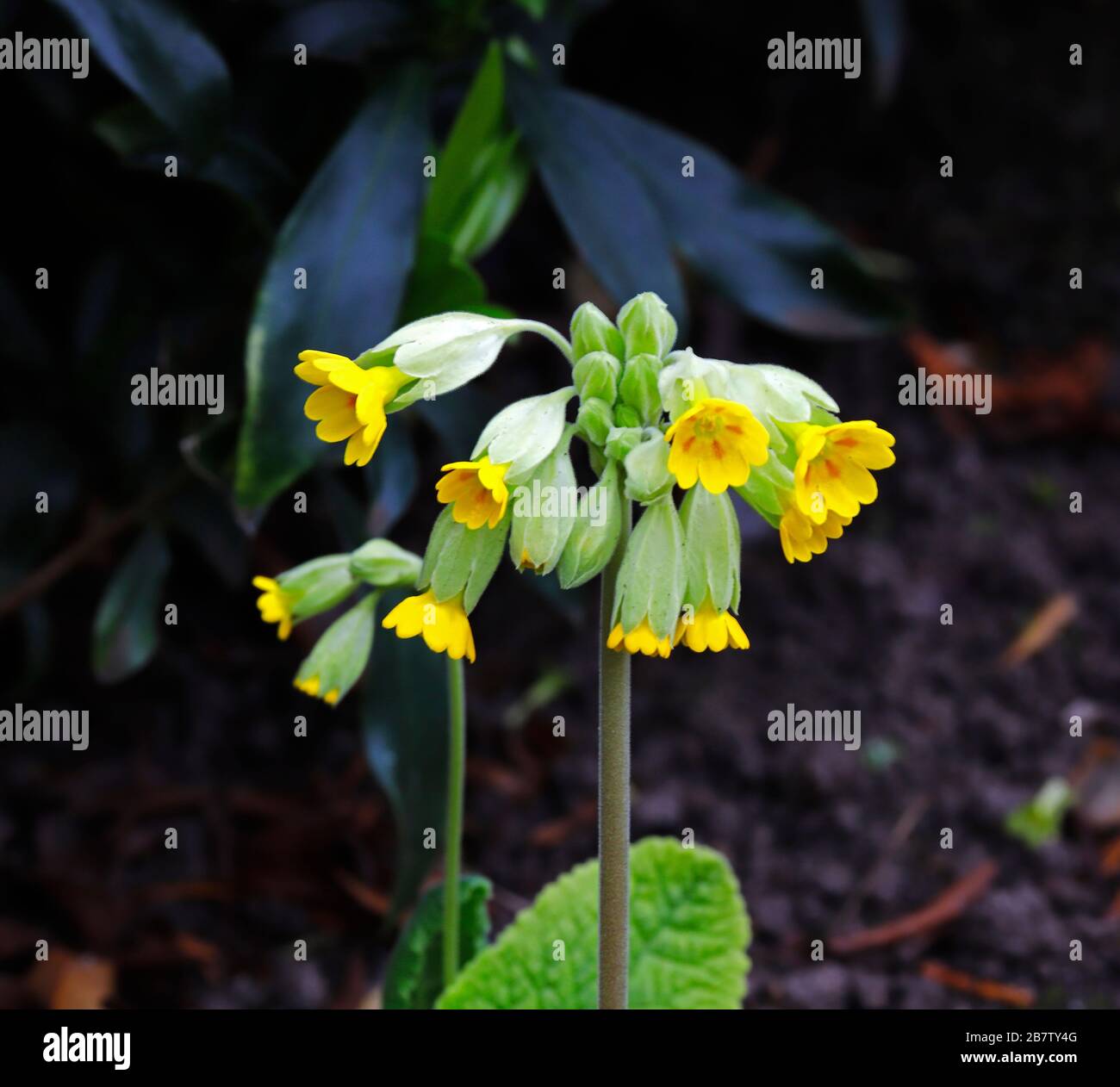 A view of a Cowslip cultivated in an English garden flower border from ...