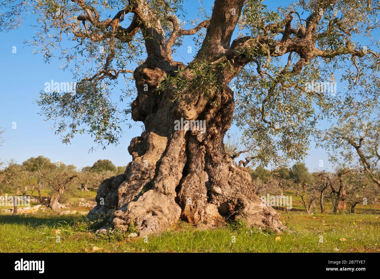 Well pruned hi-res stock photography and images - Alamy