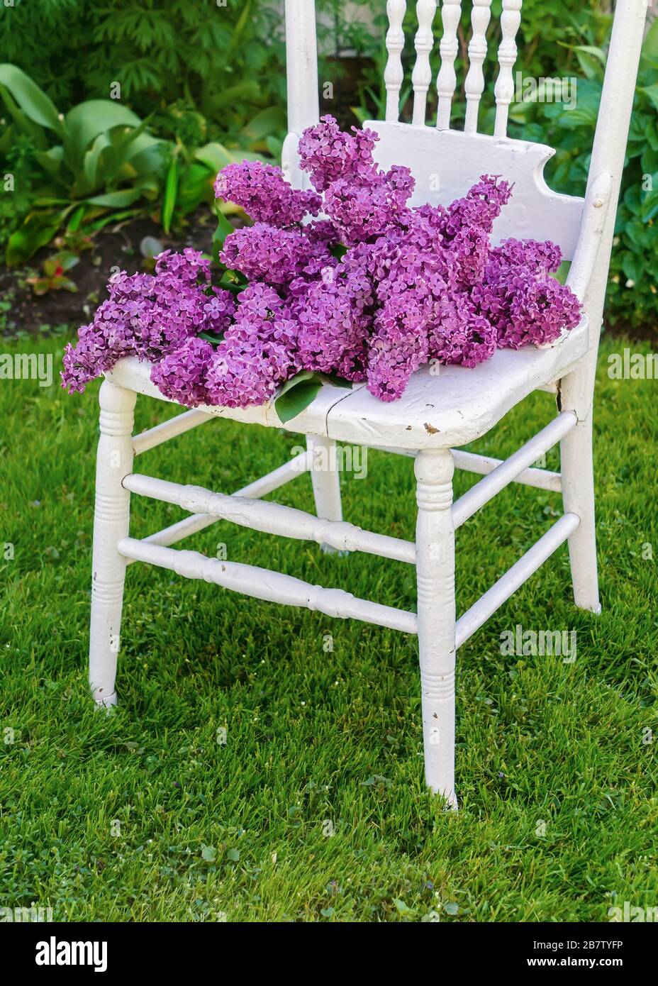 A bouquet of violet colored lilacs on an old fashioned chair Stock ...
