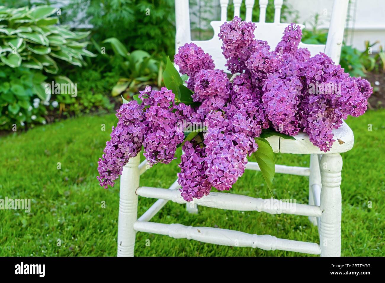 A bouquet of violet colored lilacs on an old fashioned chair Stock ...