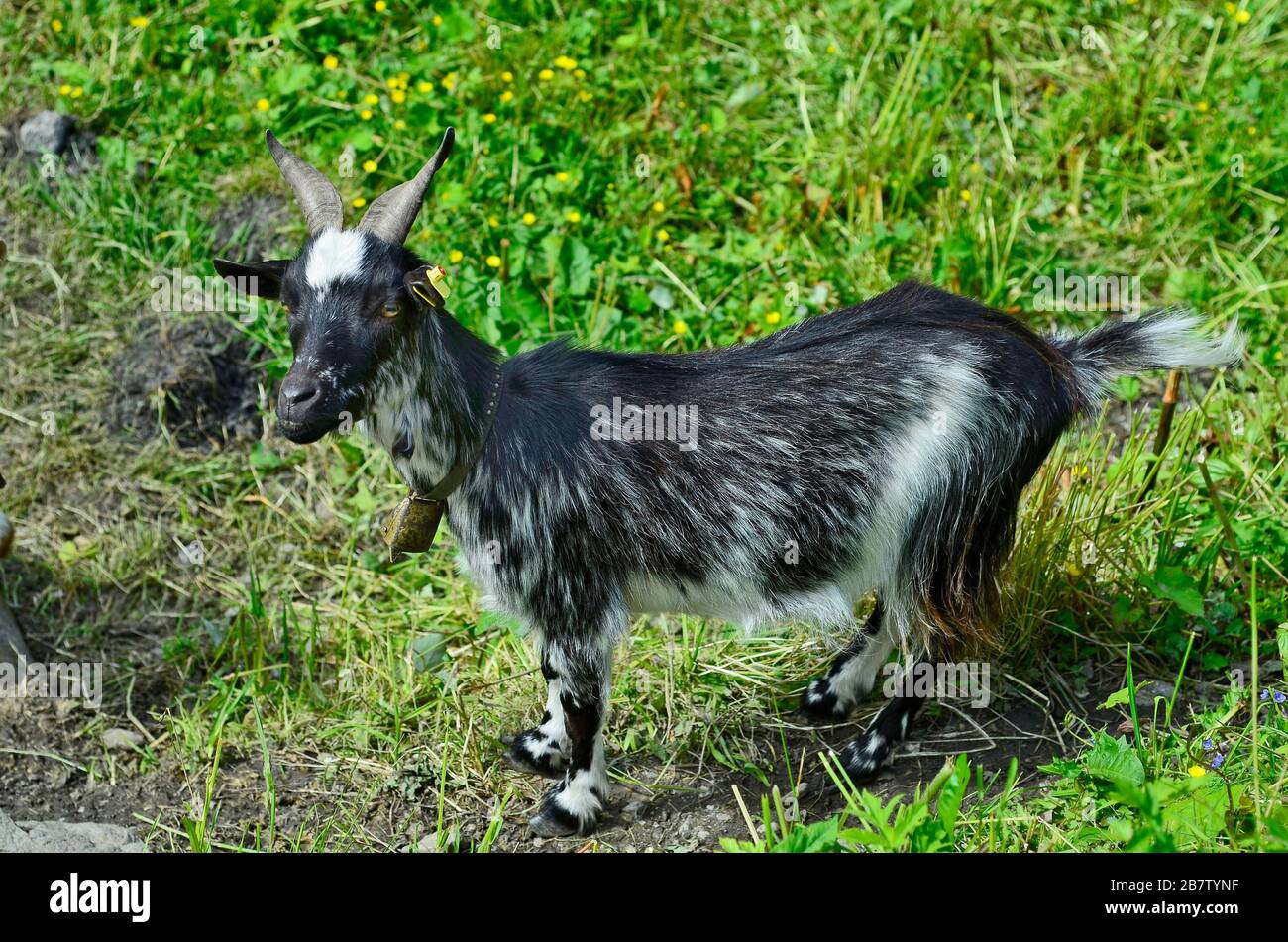 Austria, Tyrol, goat on pasture Stock Photo - Alamy