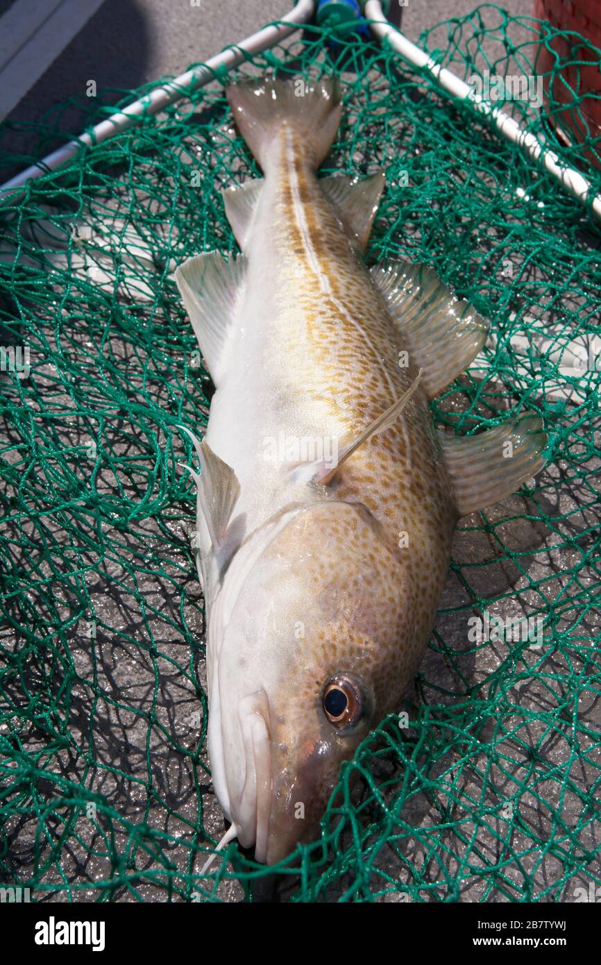 A cod, Gadus morhua, in a landing net after being caught on rod and ...