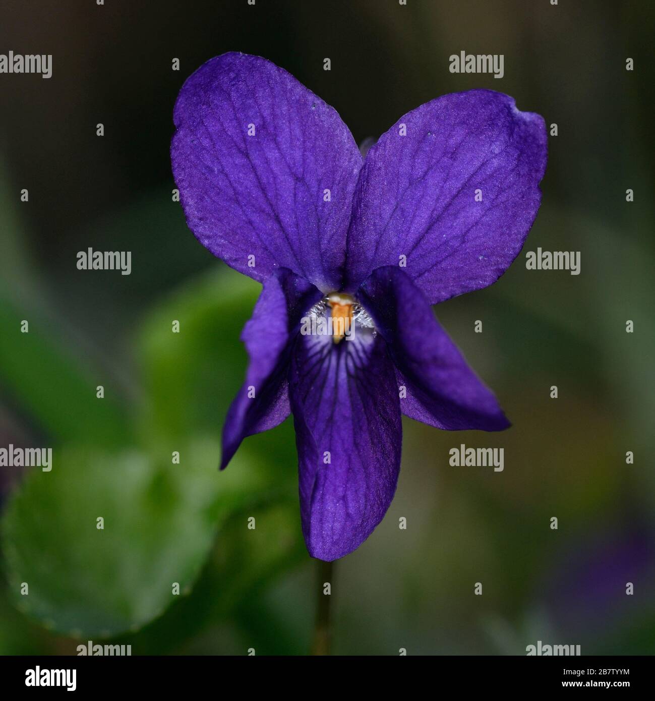 Purple violet flower hi-res stock photography and images - Alamy