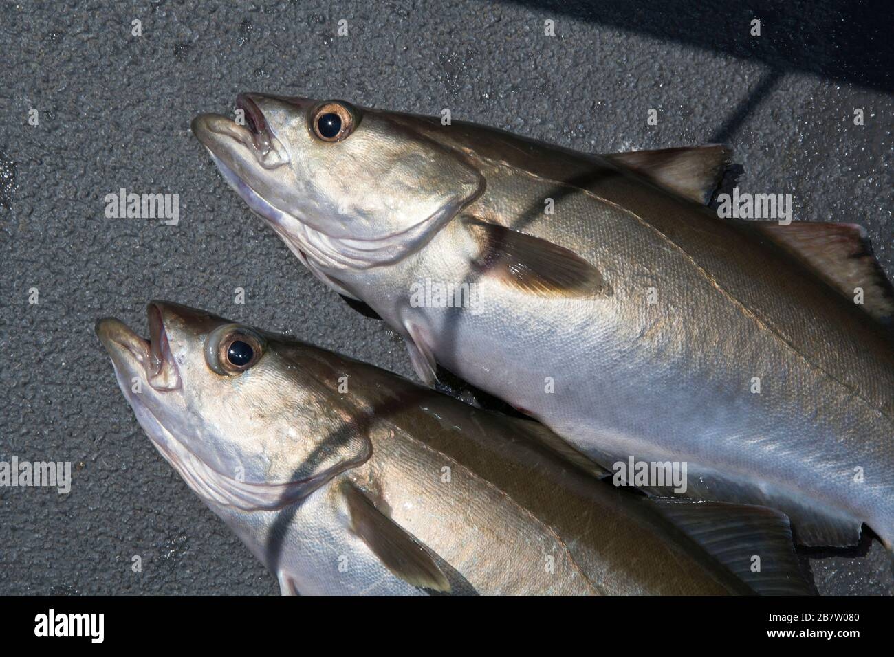 Two pollack, Pollachius pollachius, that have been caught on rod and ...