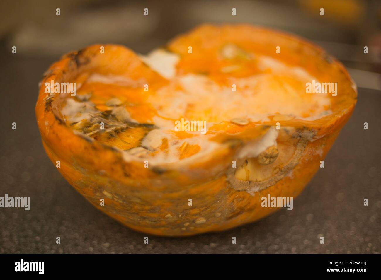 Rotten pumpkin. Moldy vegetable. Garbage and putrid food Stock Photo ...
